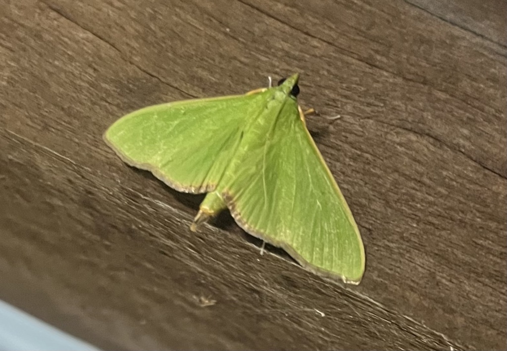 Parotis marginata from Danbulla, QLD, AU on February 03, 2023 at 08:37 ...