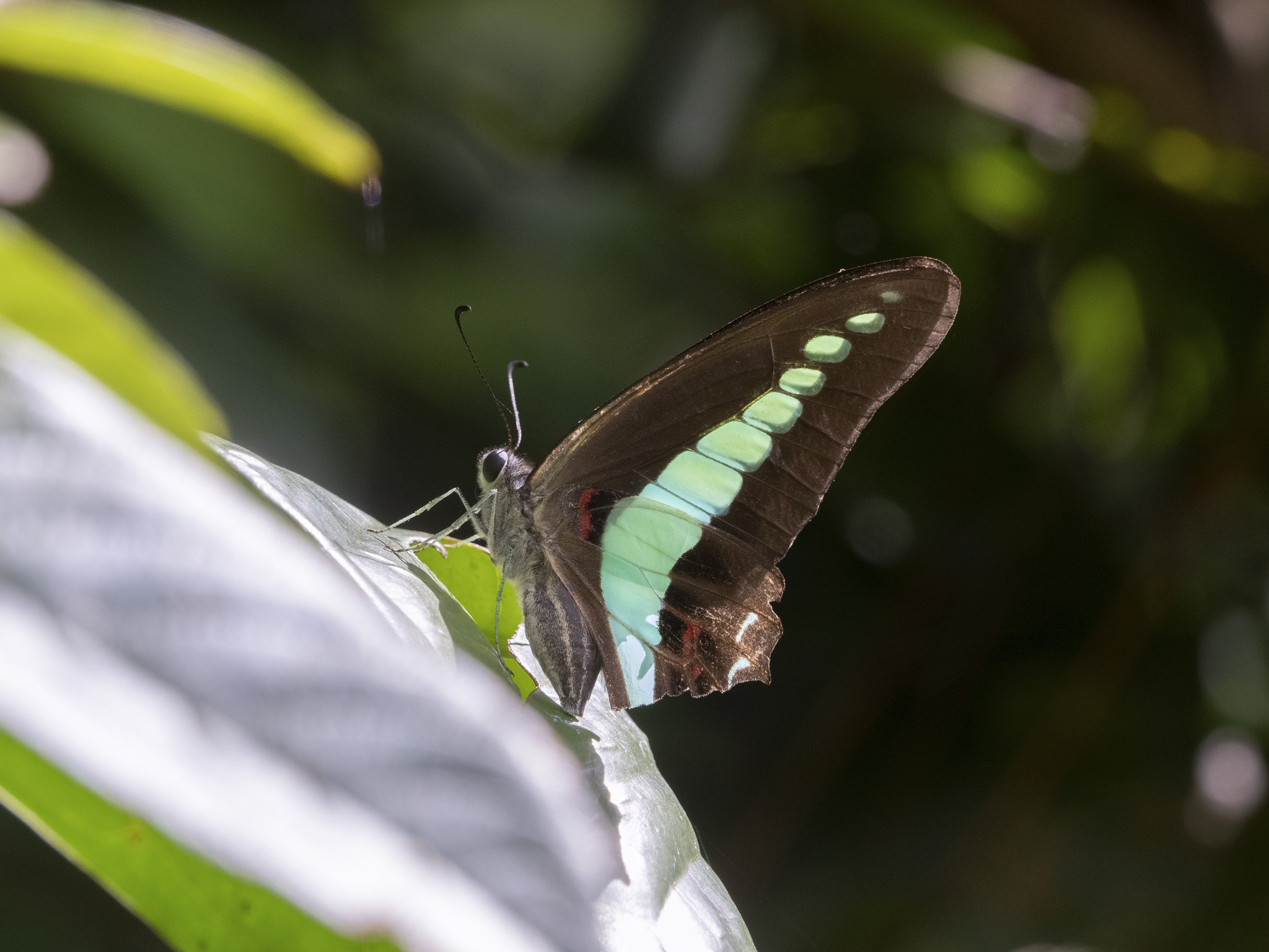 Graphium sarpedon (Linnaeus, 1758)