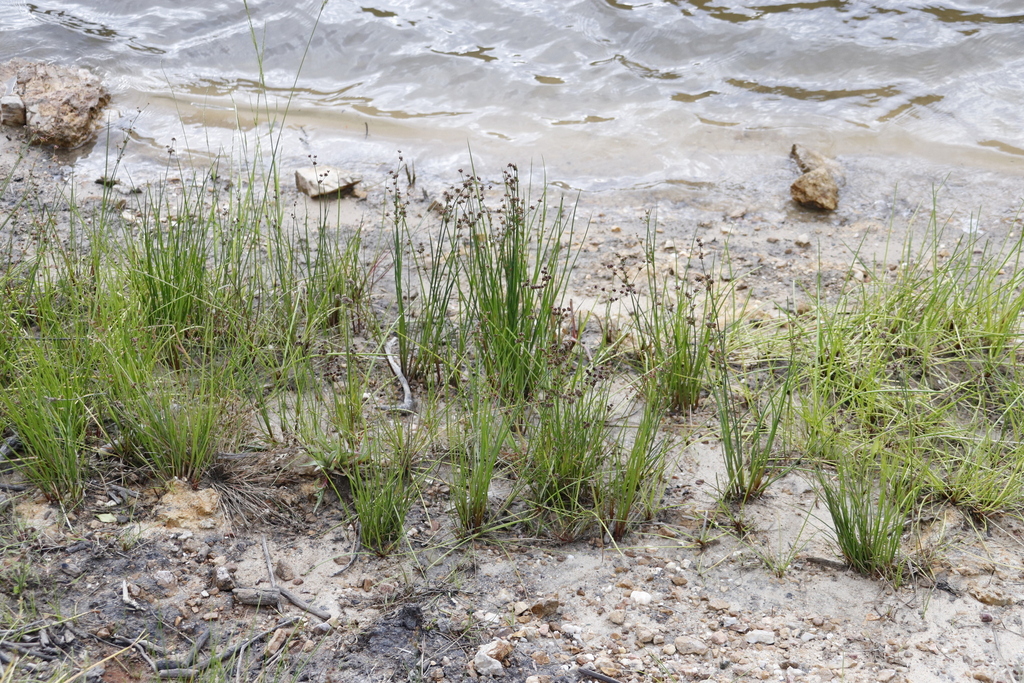 Beaked Rush from valley walk above dam in valley twixt Vlermuiskloof ...