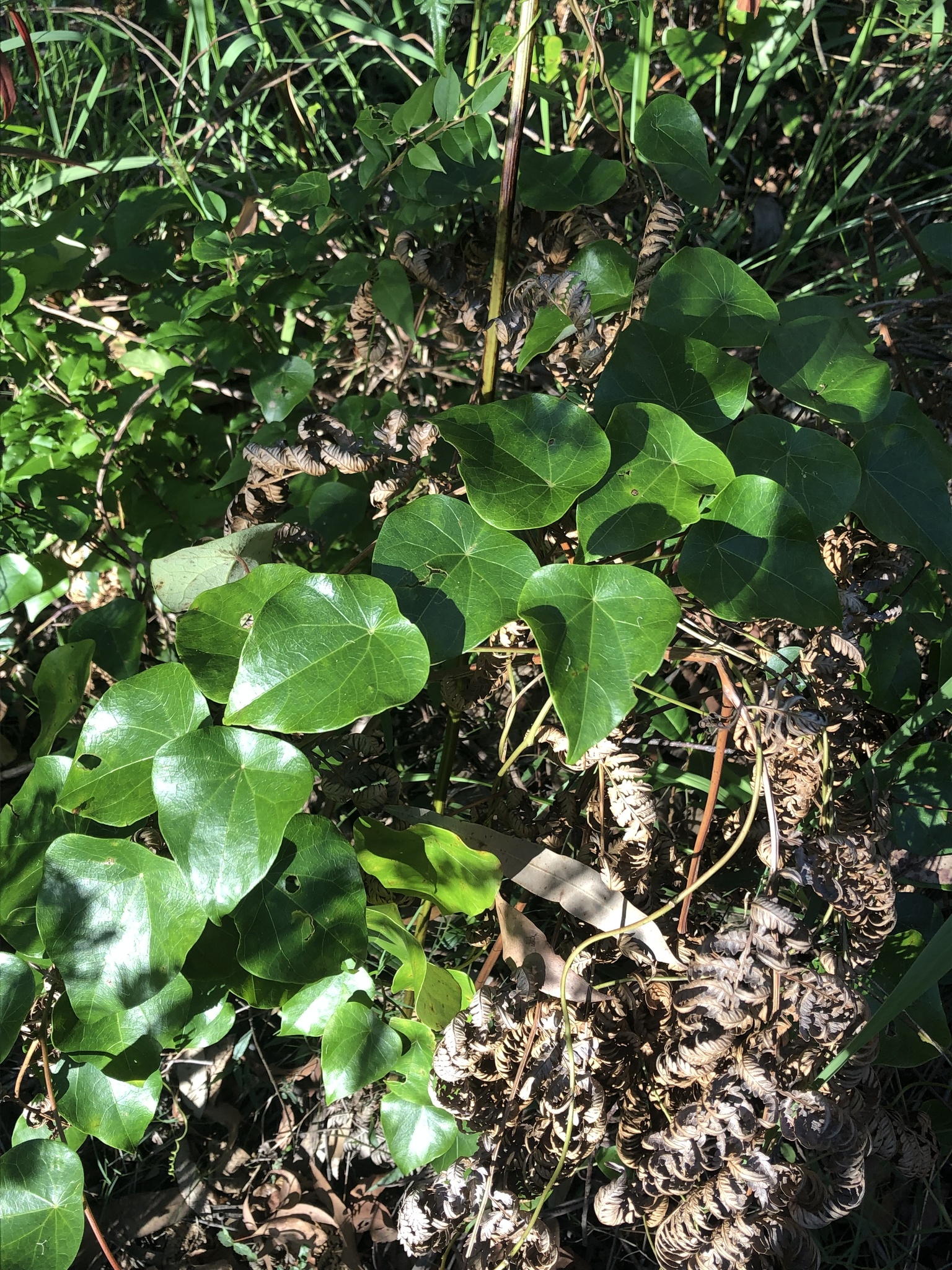 Stephania japonica (Thunb.) Miers