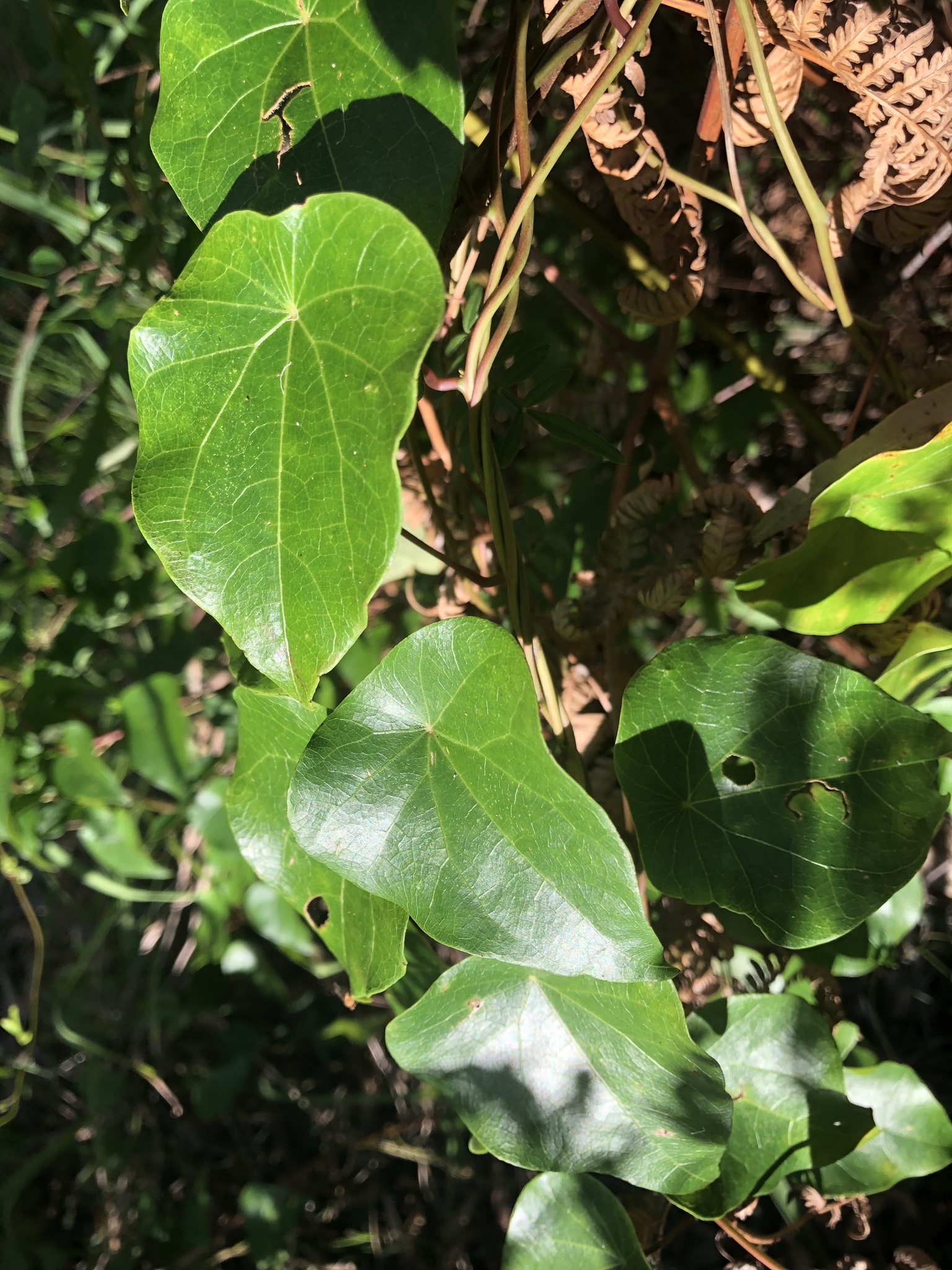 Stephania japonica (Thunb.) Miers