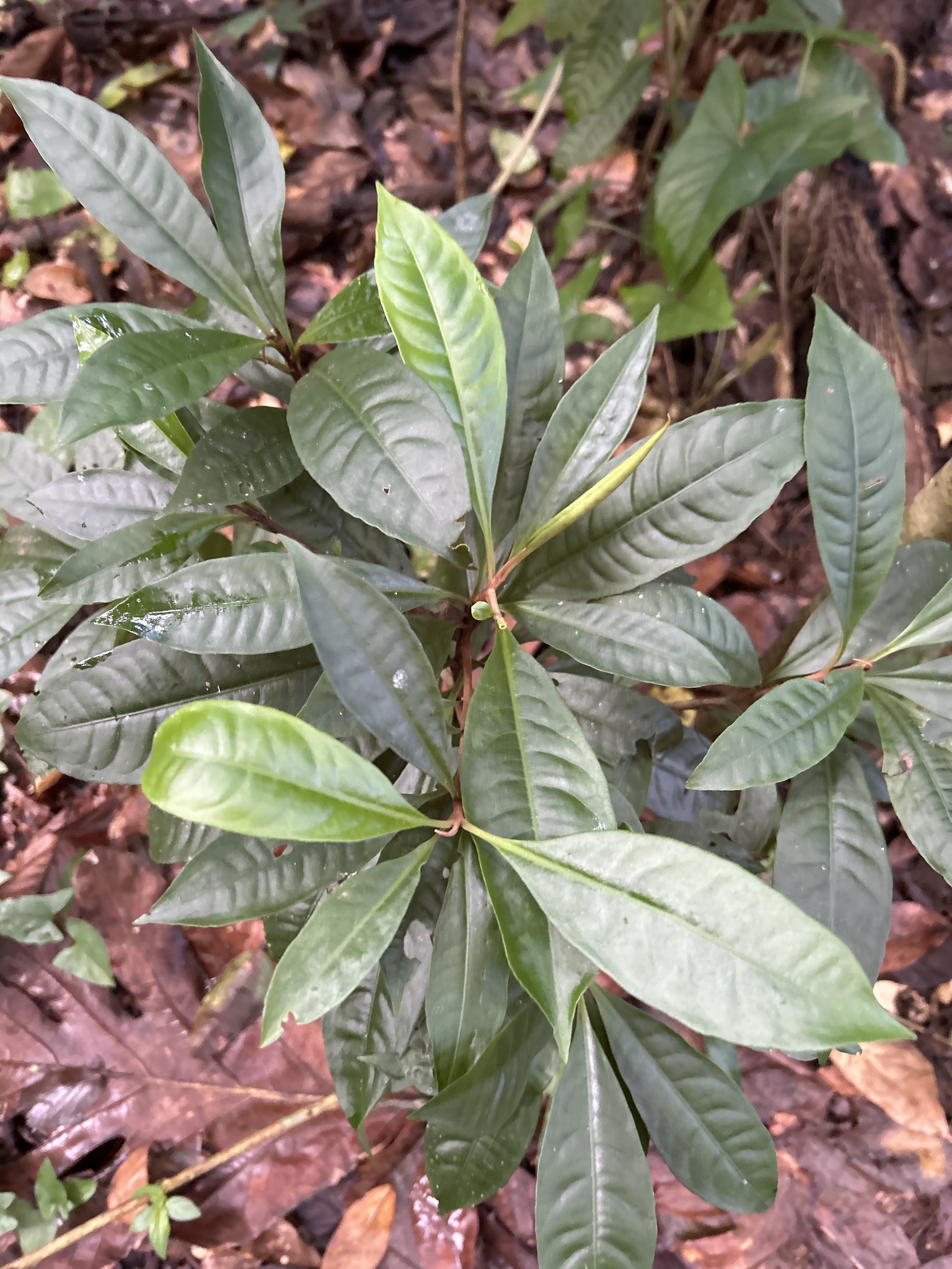 Parathesis (A.DC.) Hook.fil.