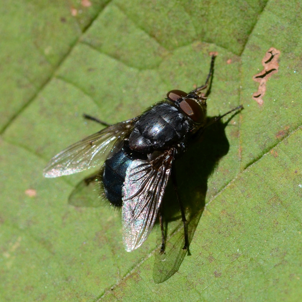 Bluebottle Flies from 5232 Lepena, Slowenien on September 20, 2022 at ...