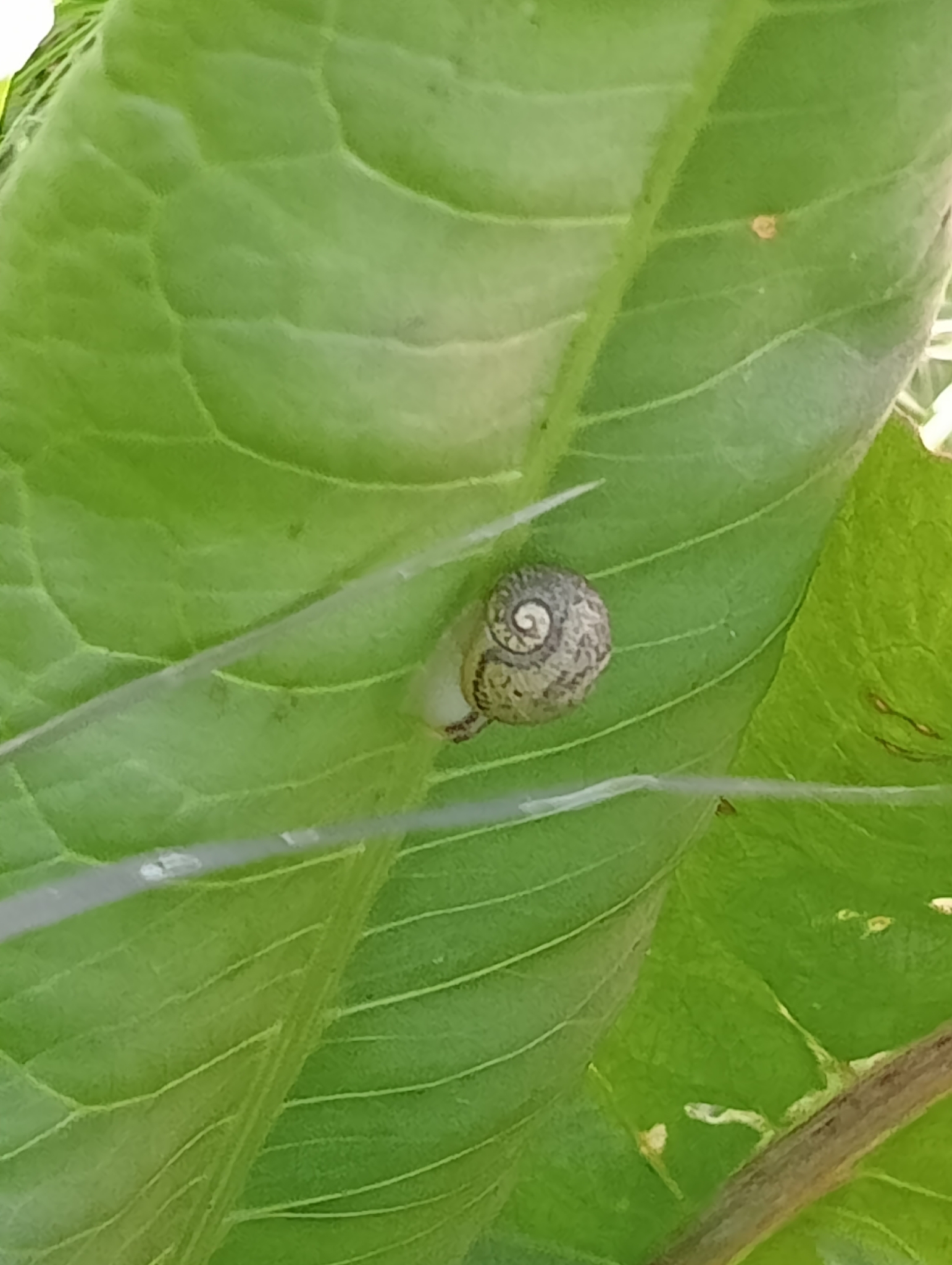 Cantareus apertus (Born, 1778)