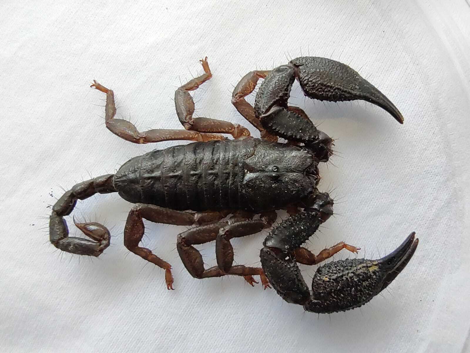 Opisthacanthus Peters, 1861