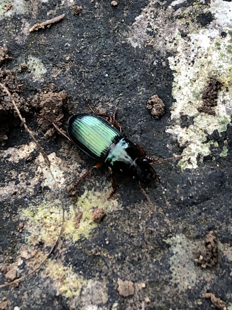 Harpalus from University of Bristol Botanic Garden, Bristol, England ...