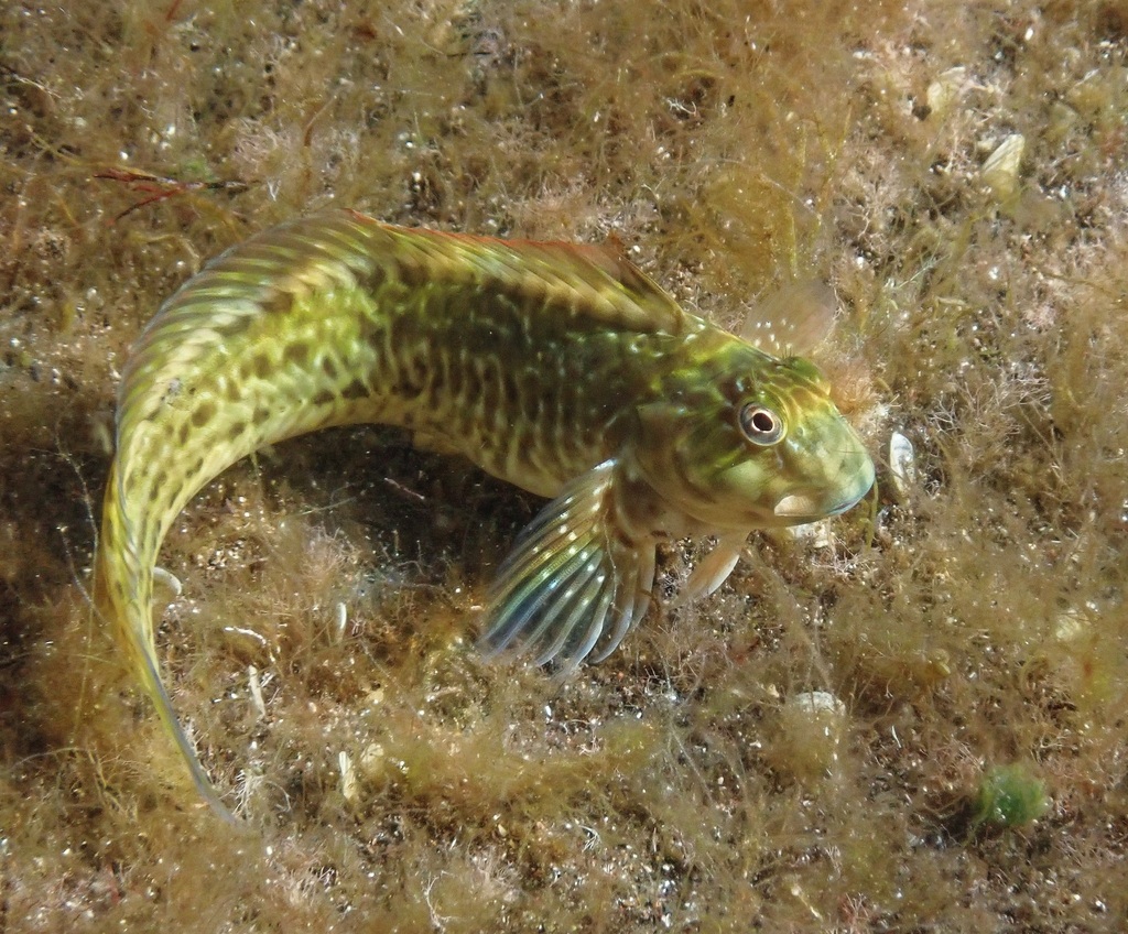 Rock-pool Blenny (Parablennius parvicornis) - Marine Life Identification