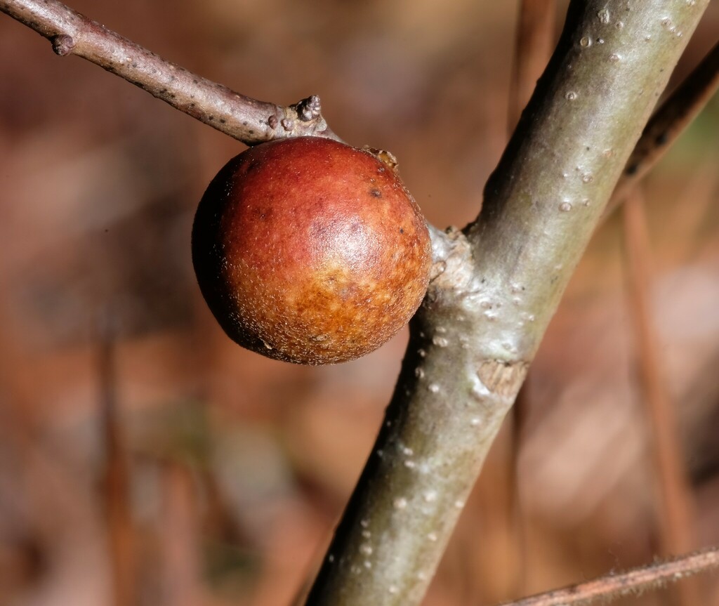 Round Bullet Gall Wasp from Bibb County, GA, USA on January 15, 2023 at ...