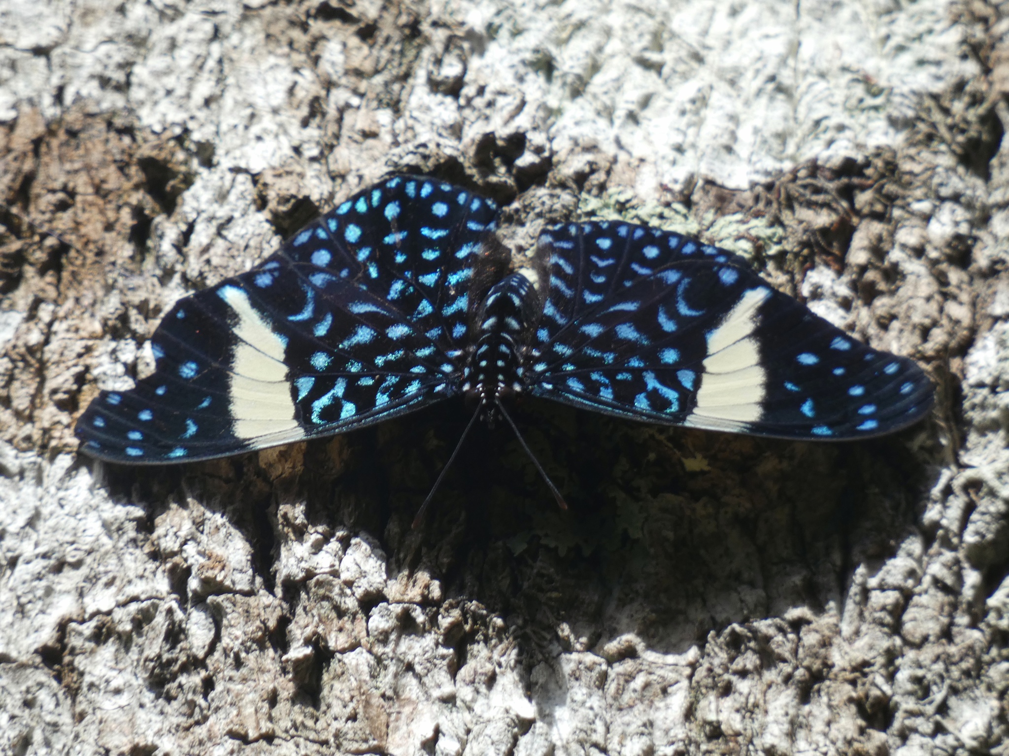 Hamadryas laodamia (Cramer, 1777)