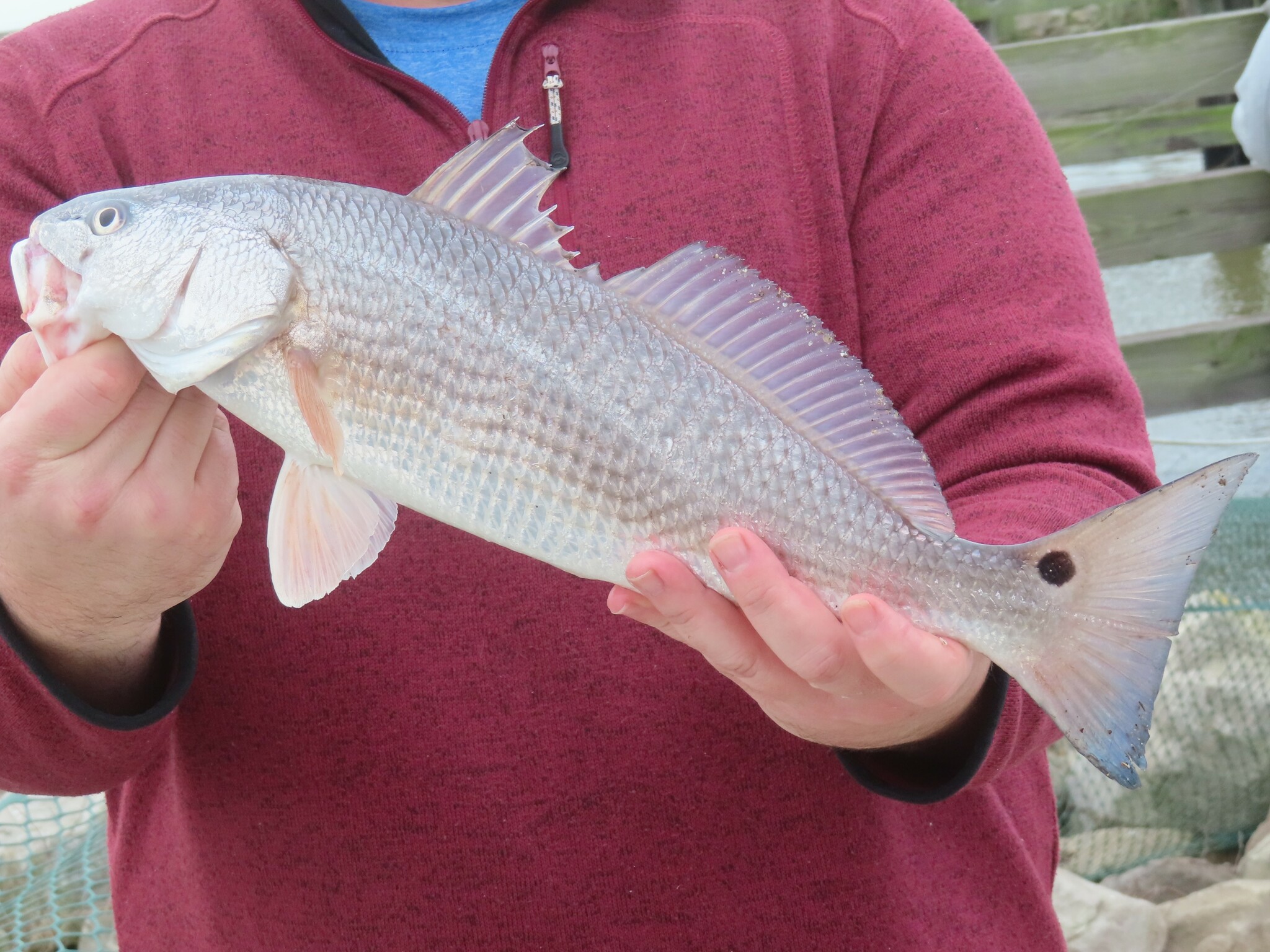 Sciaenops ocellatus (Linnaeus, 1766)