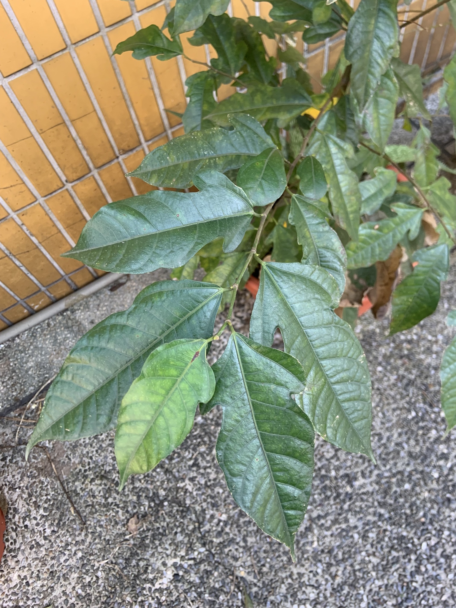 Ficus ampelos Burm.f.
