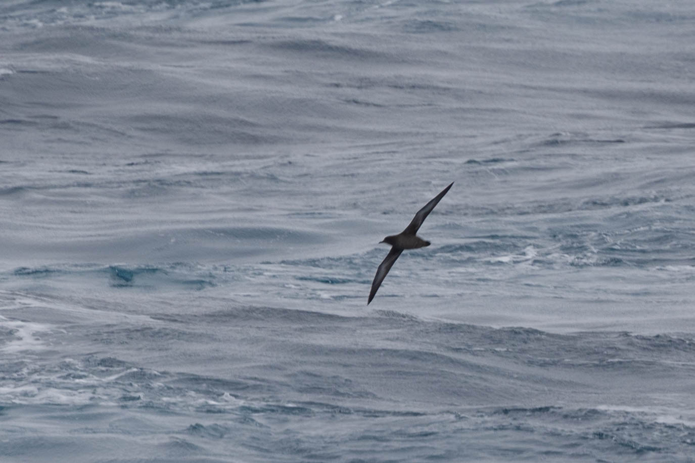 Puffinus griseus (Gmelin, 1789)