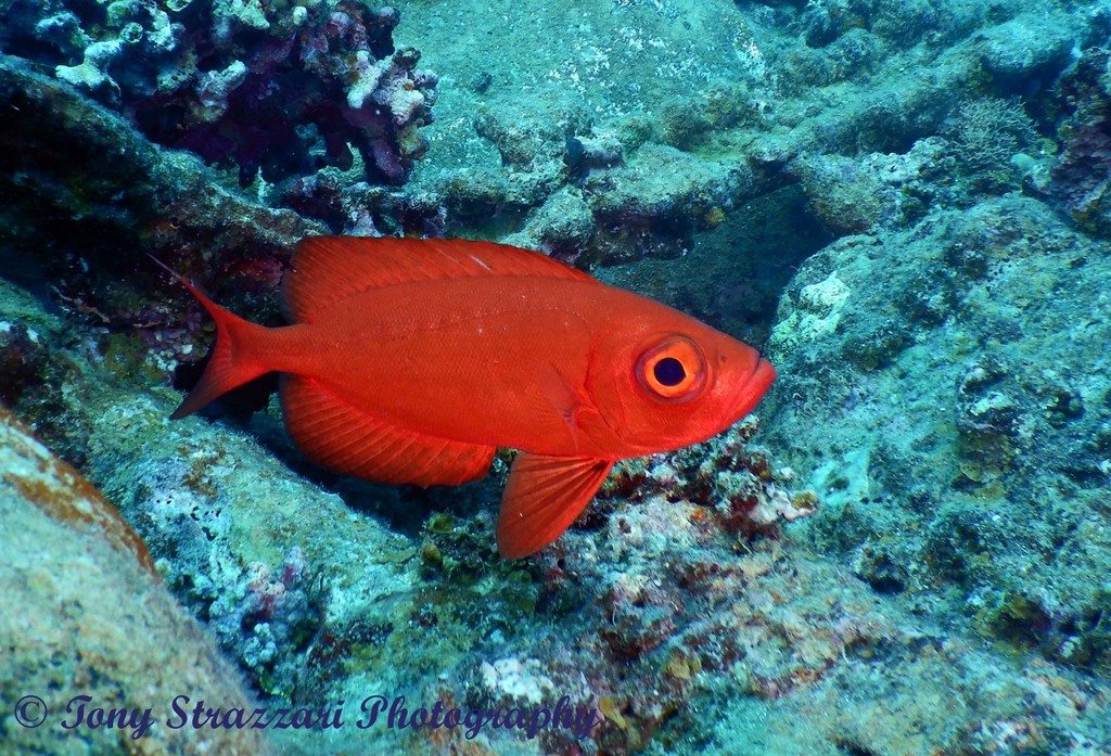 Crescent-tail Bigeye (Priacanthus hamrur) - Marine Life Identification