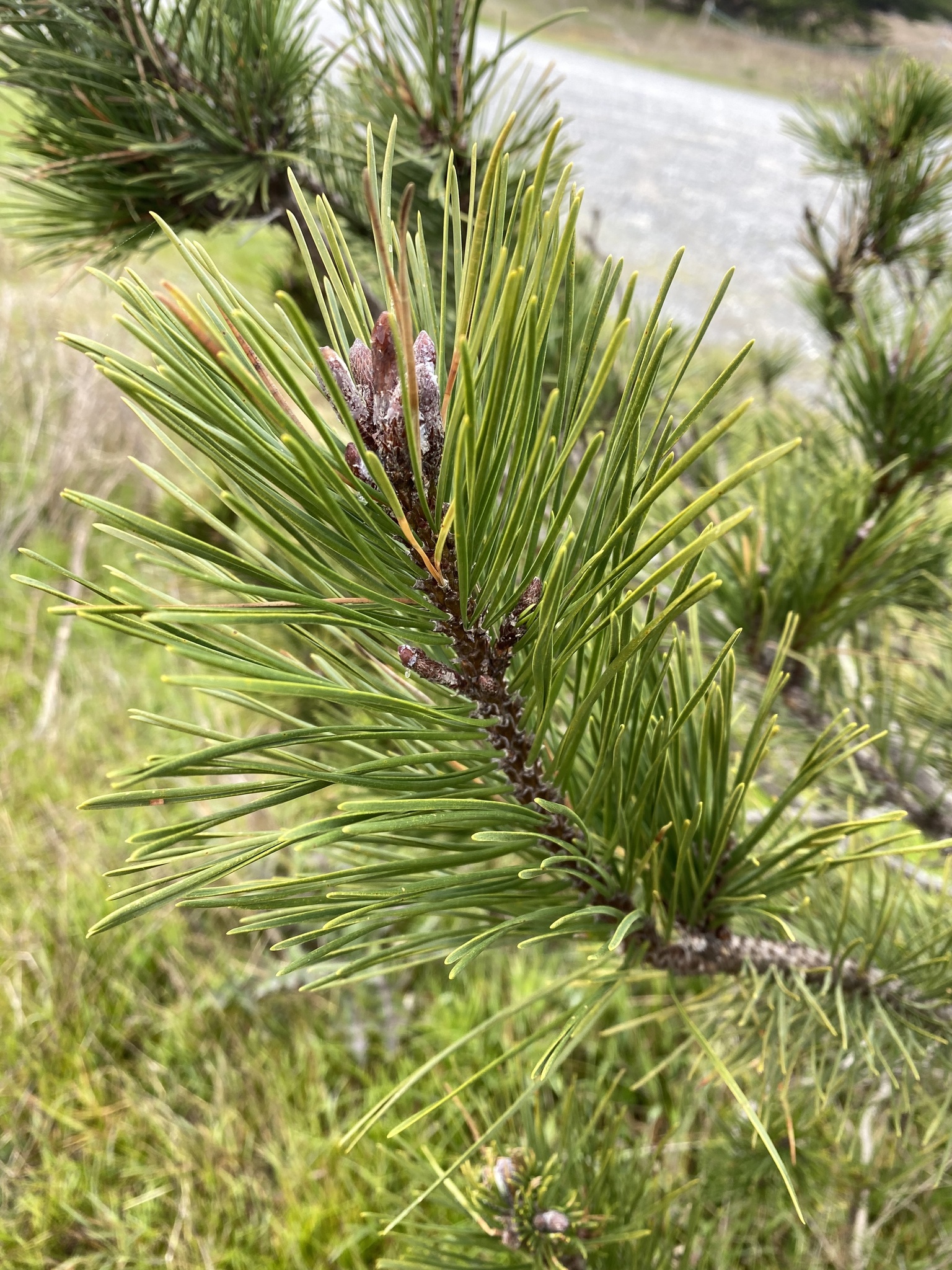 Pinus contorta var. contorta