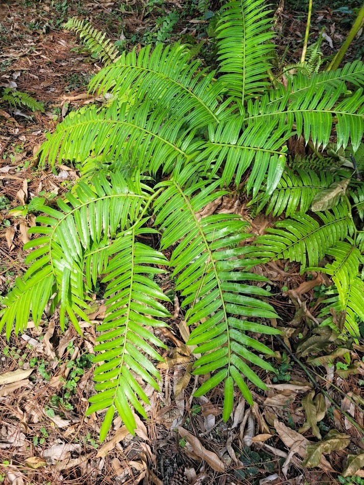 king fern in February 2023 by 郭伯川 · iNaturalist