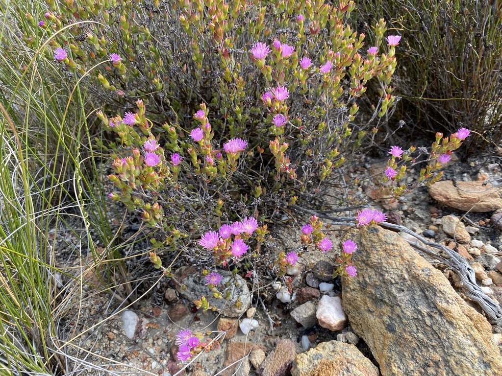 Ruschia virgata from Garden Route District Municipality, South Africa ...