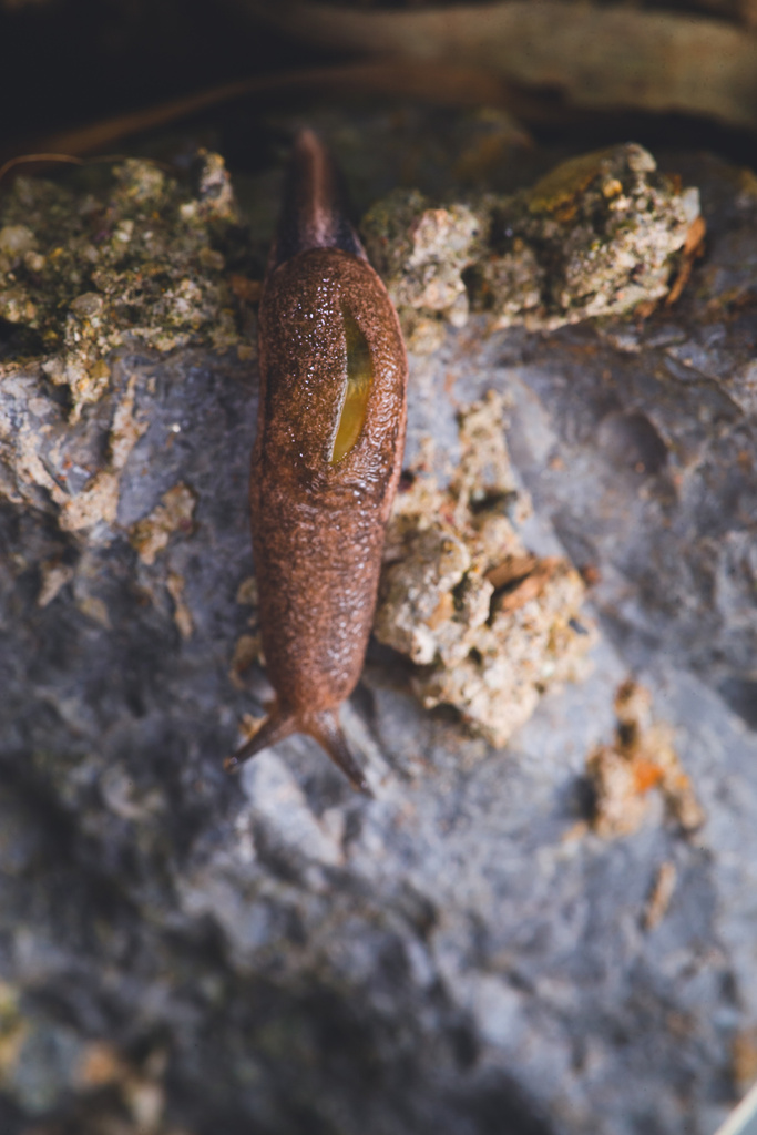 Yellow-shelled semi-slug from 勐腊镇勐腊南路, 西双版纳傣族自治州, 云南省, CN on February ...