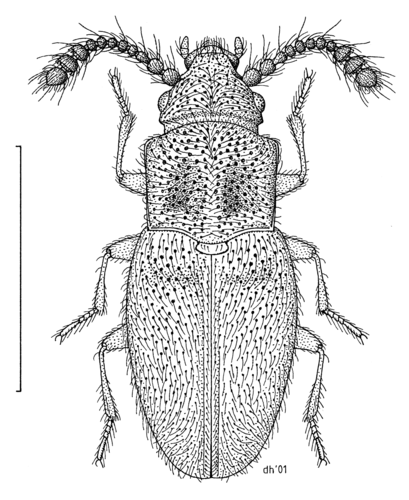 Ostreacryptus clarkae · iNaturalist