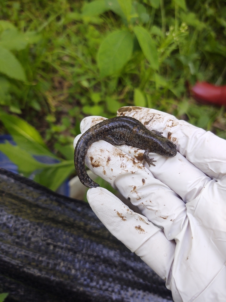 Streamside Salamander from Melbourne, KY, USA on May 09, 2022 at 04:01 ...
