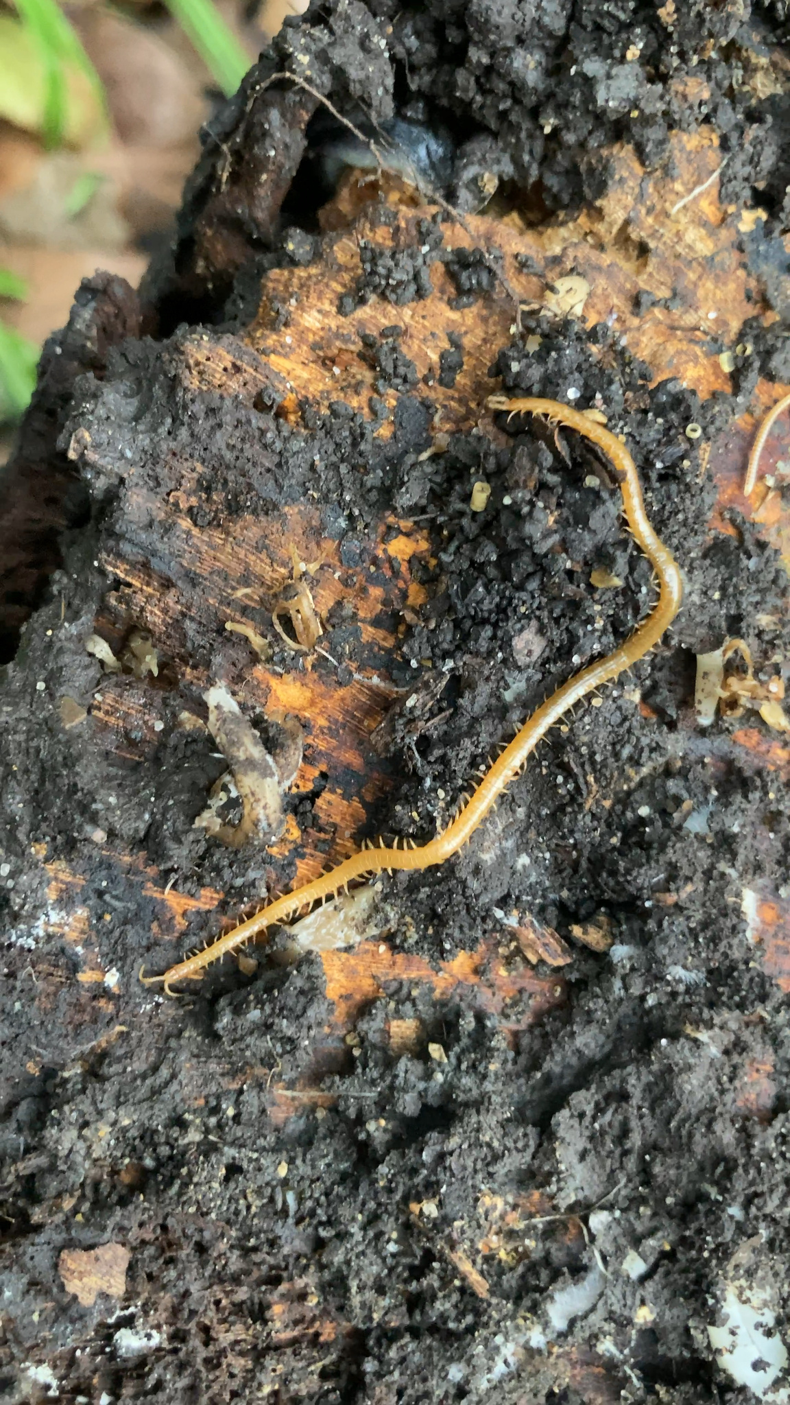 Himantariidae