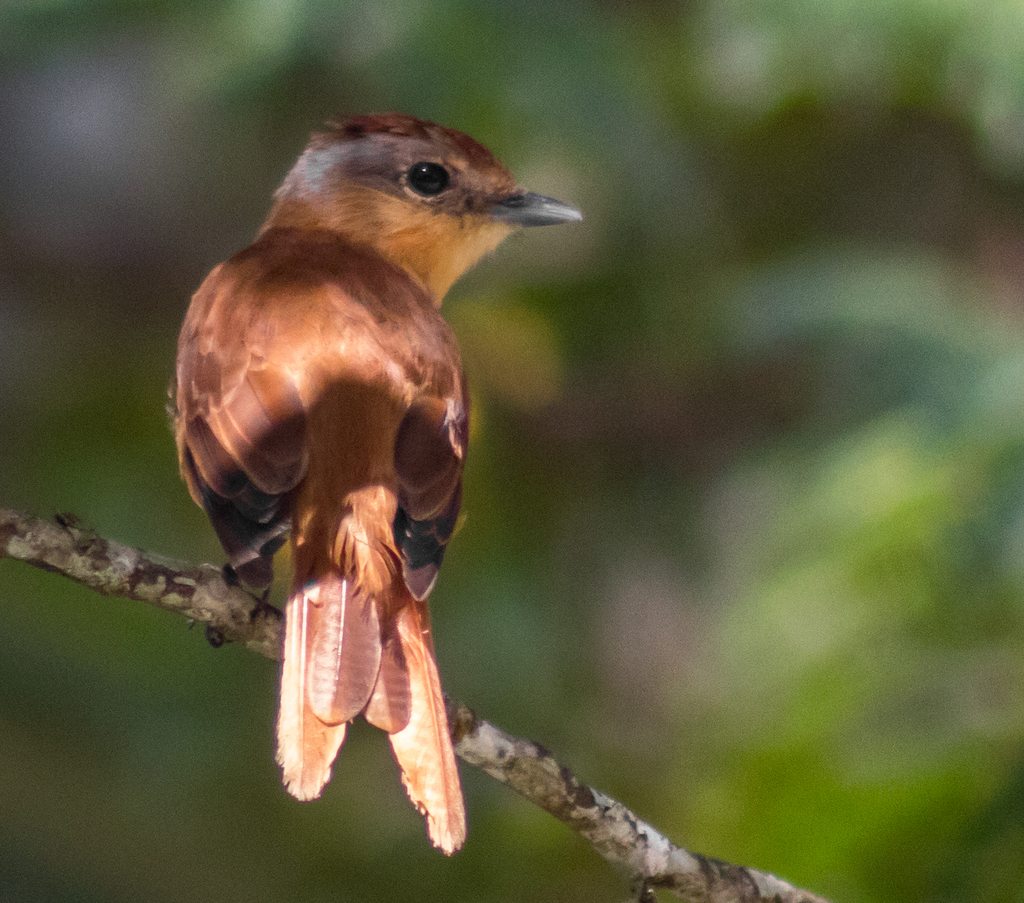 Chestnut-crowned Becard from Santa Isabel, SP, 07500-000, Brasil on ...