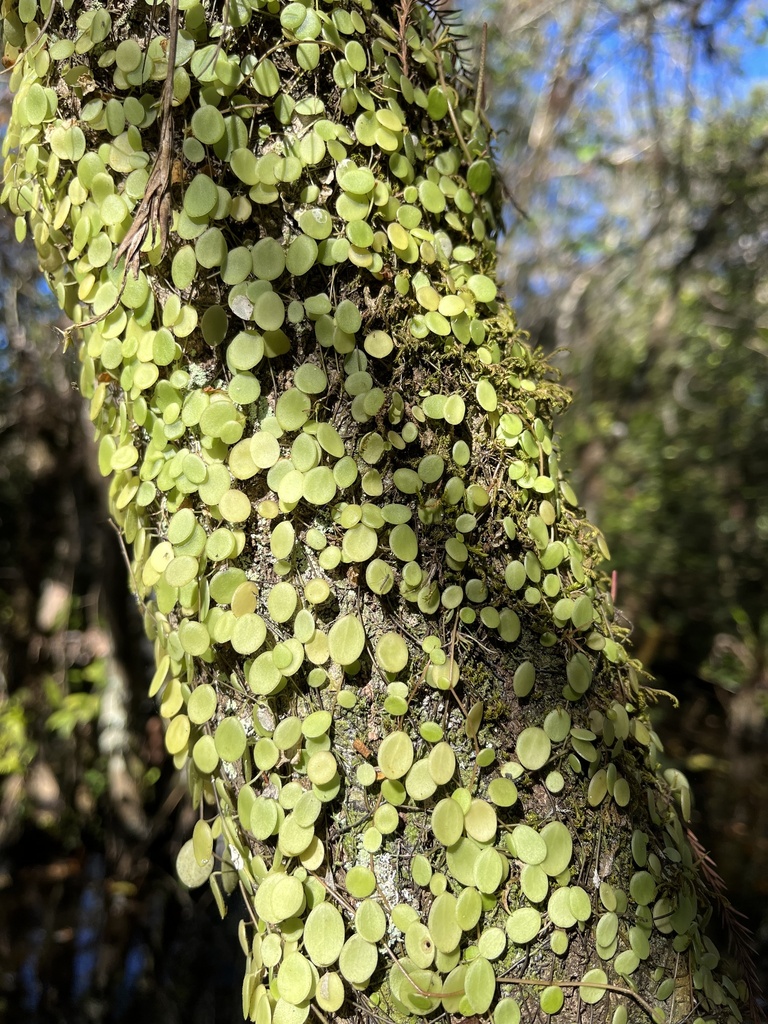 jade necklace in January 2023 by sambrodeur. absolutely stunning and ...