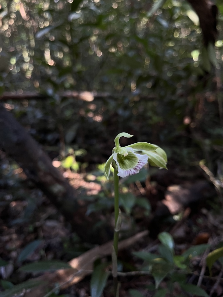 Two-Keeled Hooded Orchid in November 2022 by sambrodeur · iNaturalist