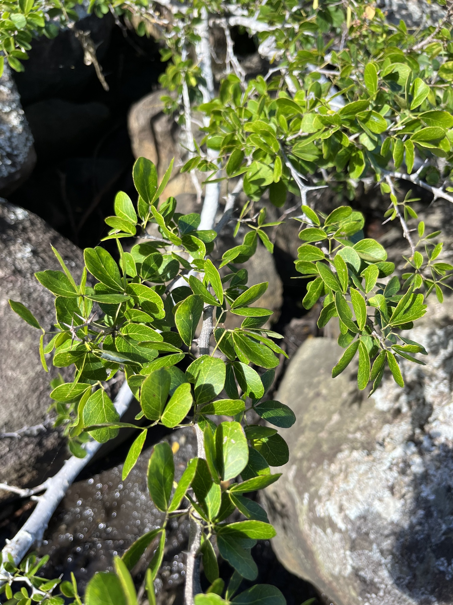 Pithecellobium unguis-cati (L.) Benth.