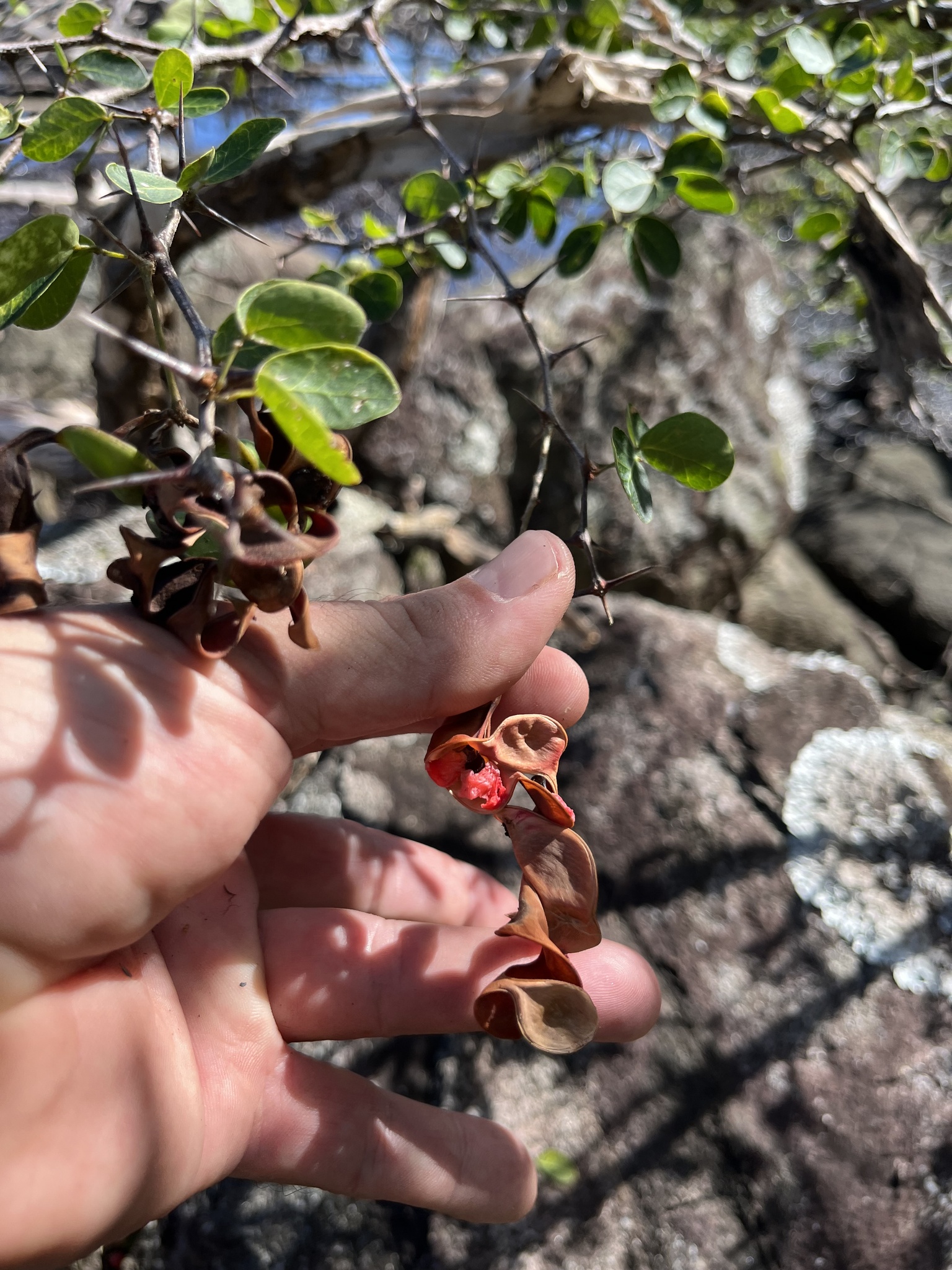 Pithecellobium unguis-cati (L.) Benth.