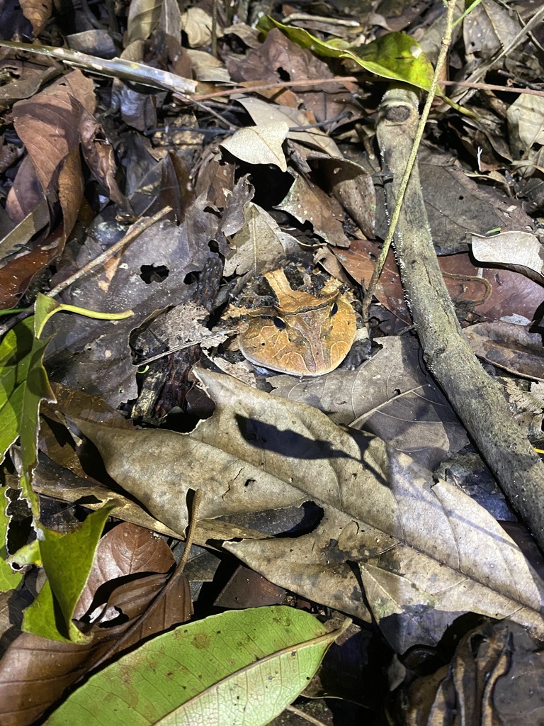 Amazonian Horned Frog from Parque Nacional del Manu, Madre de Dios, PE ...