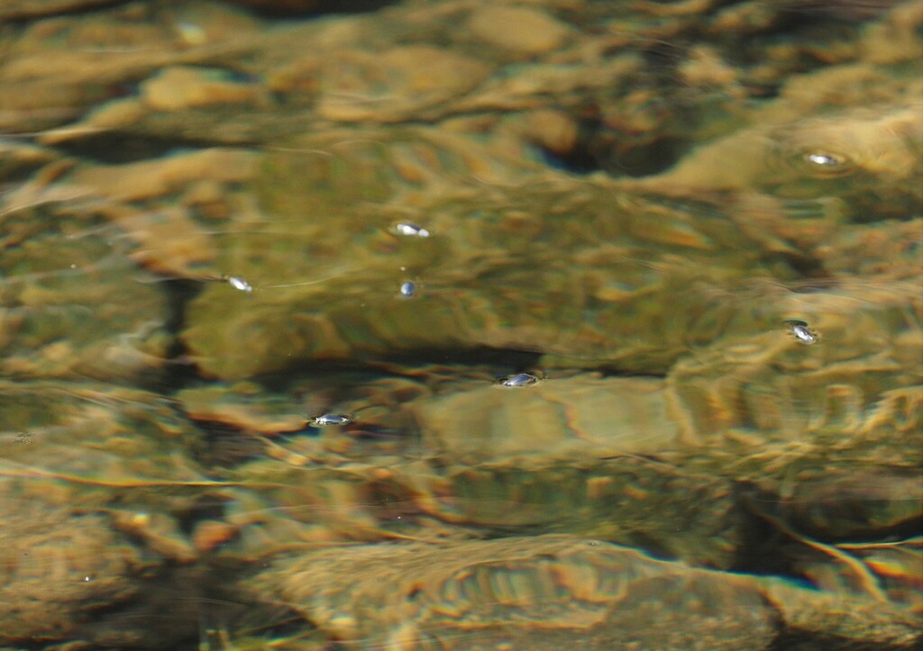 Gyrinus from Santa Cruz de Tenerife, España on February 02, 2023 at 03: ...