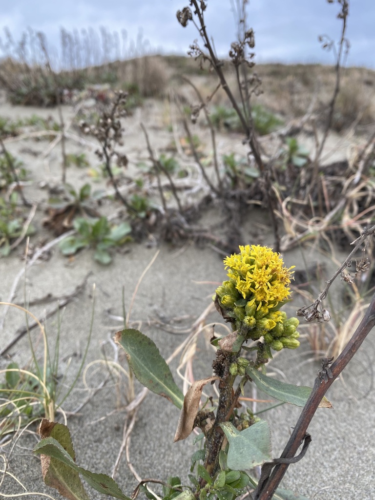 coast goldenrod from Arcata, CA, US on February 02, 2023 at 02:00 PM by ...