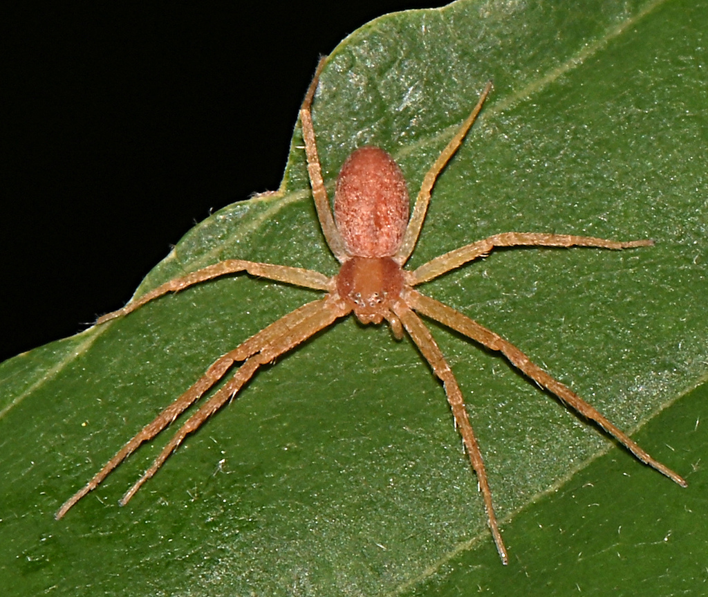 Philodromus rufus vibrans from Hamden, CT, USA on June 23, 2022 at 02: ...