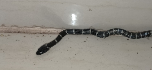 Travancore Wolf Snake (Lycodon travancoricus) - Snakes and Lizards