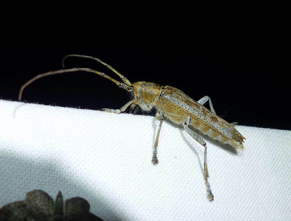 Saperda calcarata Say, 1824