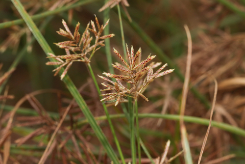 Cyperus ferrugineoviridis · NaturaLista Colombia