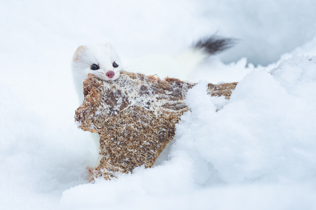 American Stoat from St Louis County, MN, USA on January 16, 2023 at 01: ...
