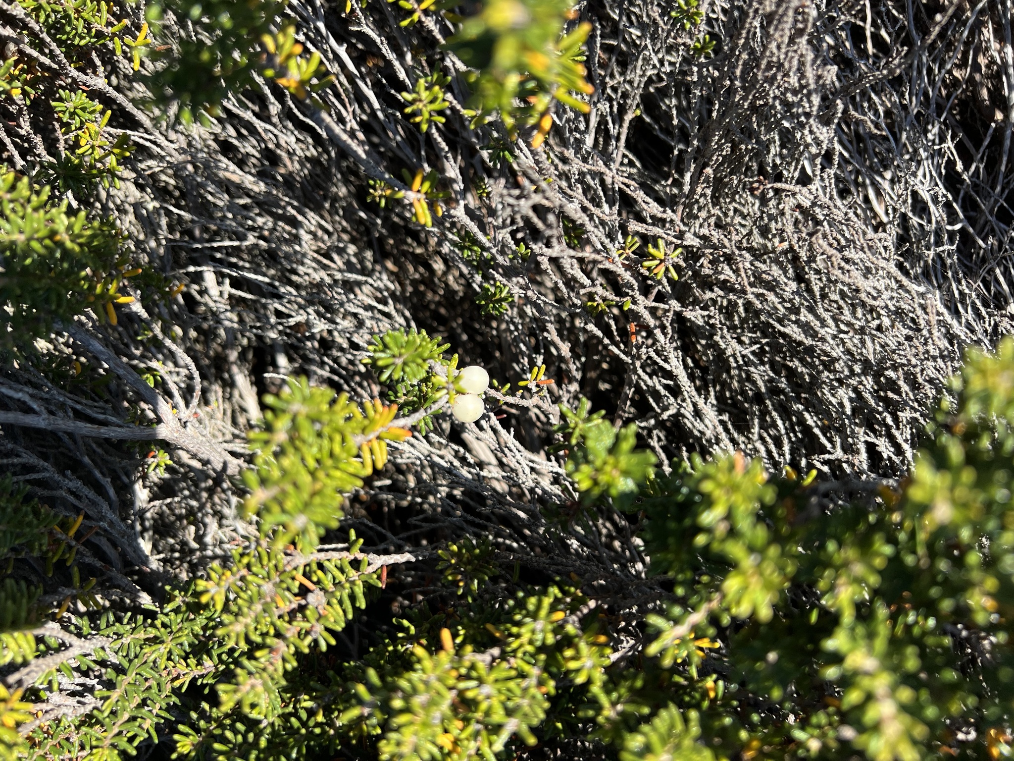 Corema album (L.) D.Don