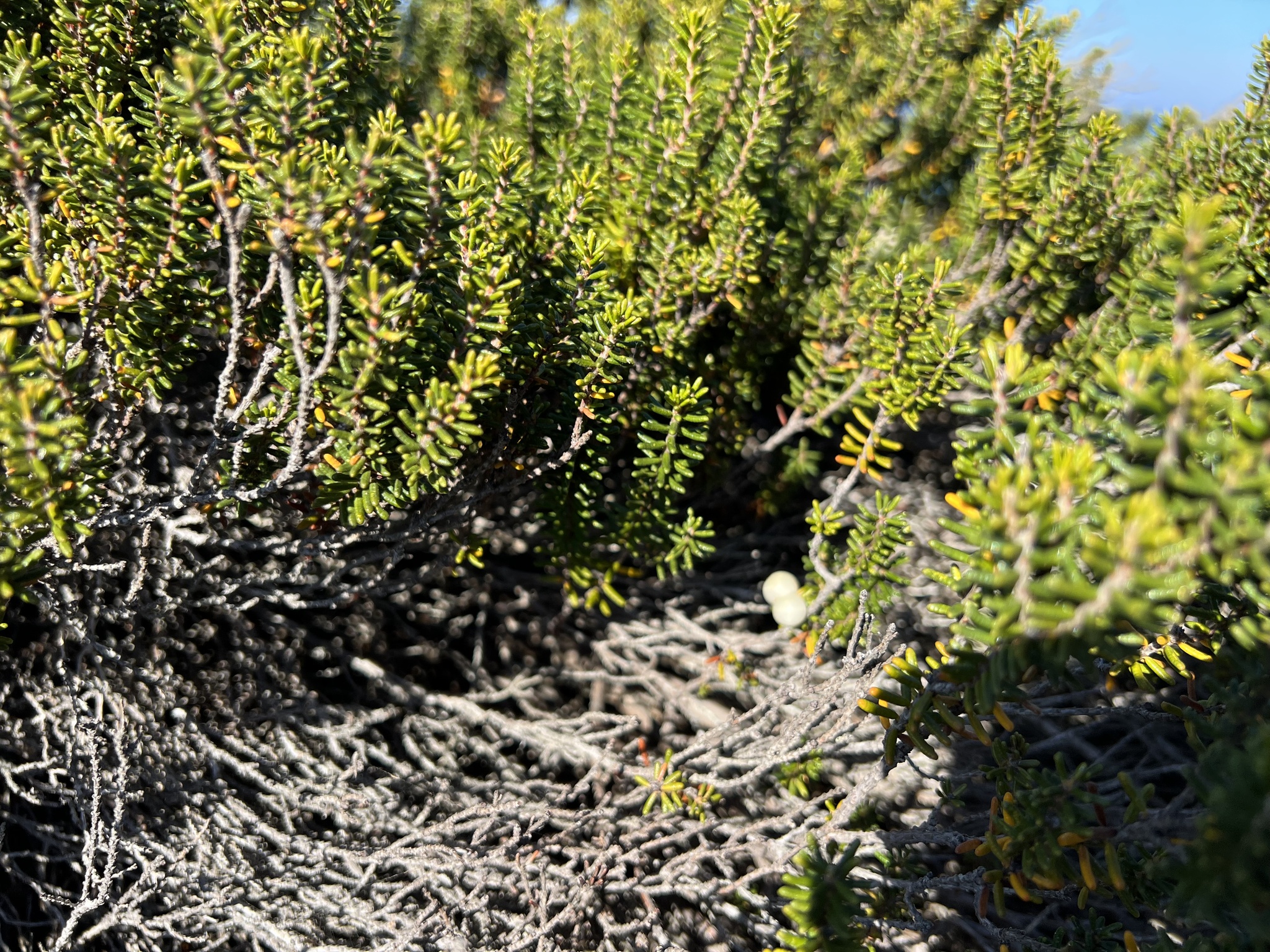 Corema album (L.) D.Don