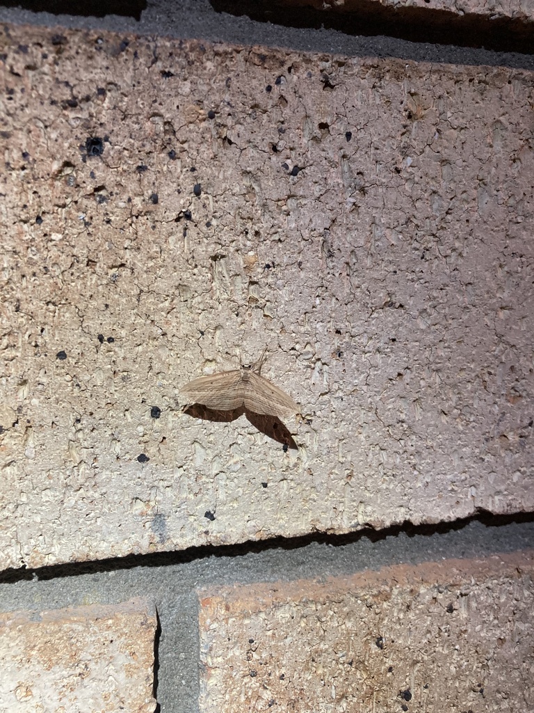 Cabbage tree moth in January 2023 by stephen-ao · iNaturalist