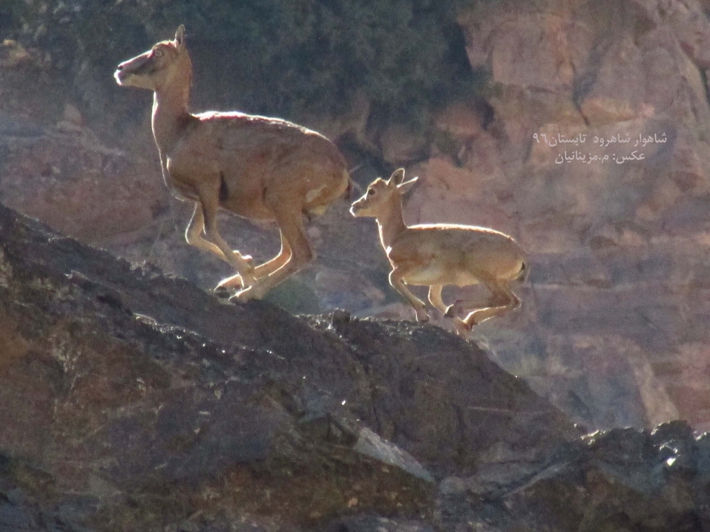 Transcaspian Urial (Ovis vignei arkal) - Know Your Mammals
