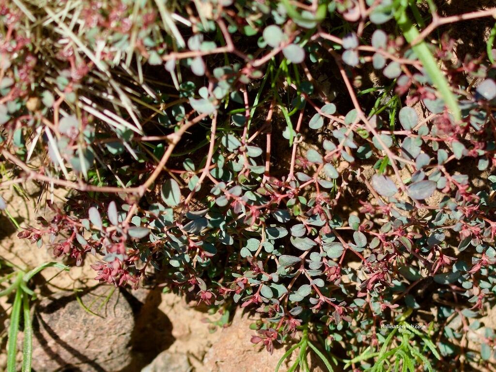 smallseed sandmat from Maricopa, Arizona, United States on February 02 ...