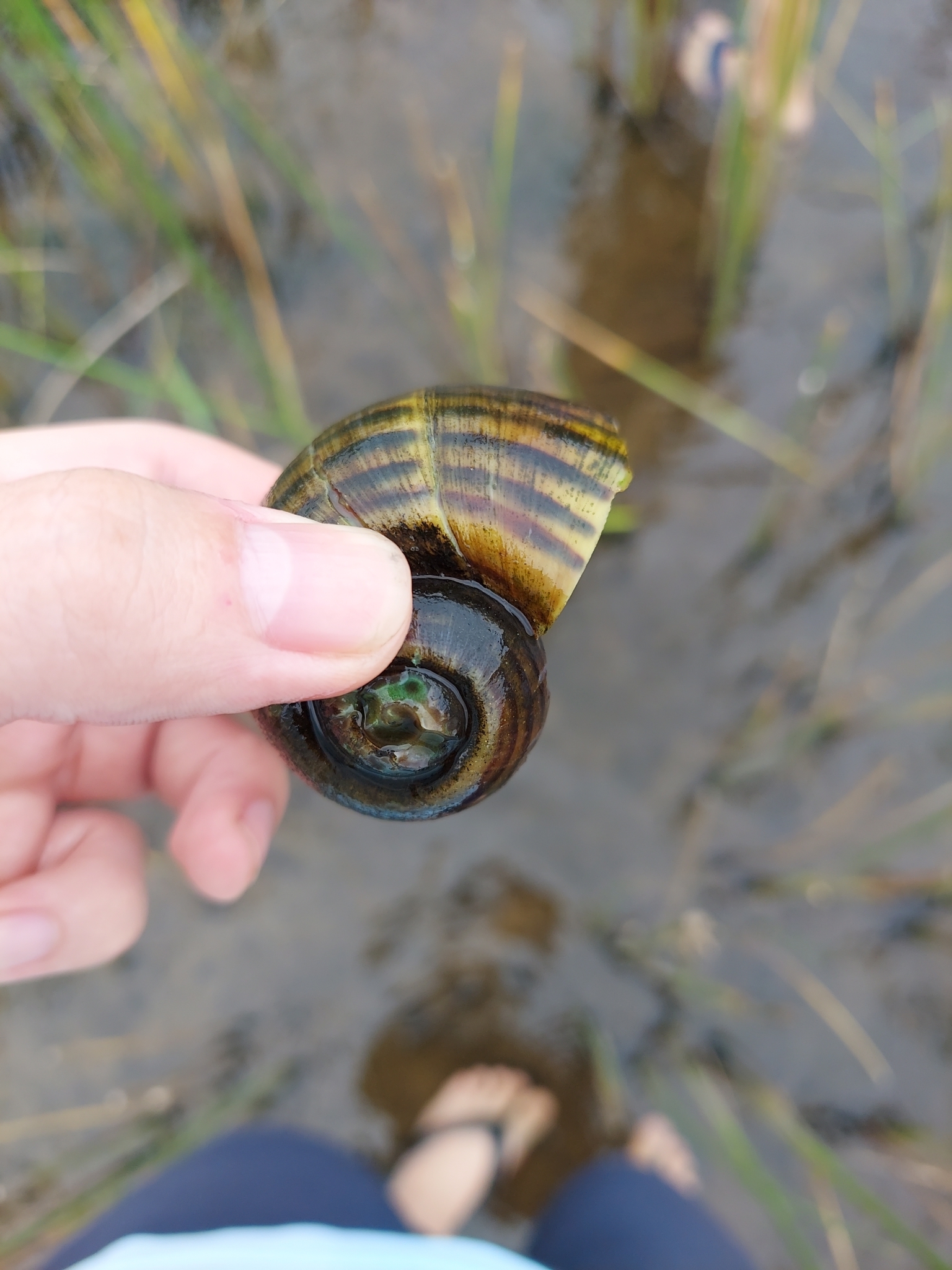 Pomacea canaliculata (Lamarck, 1822)