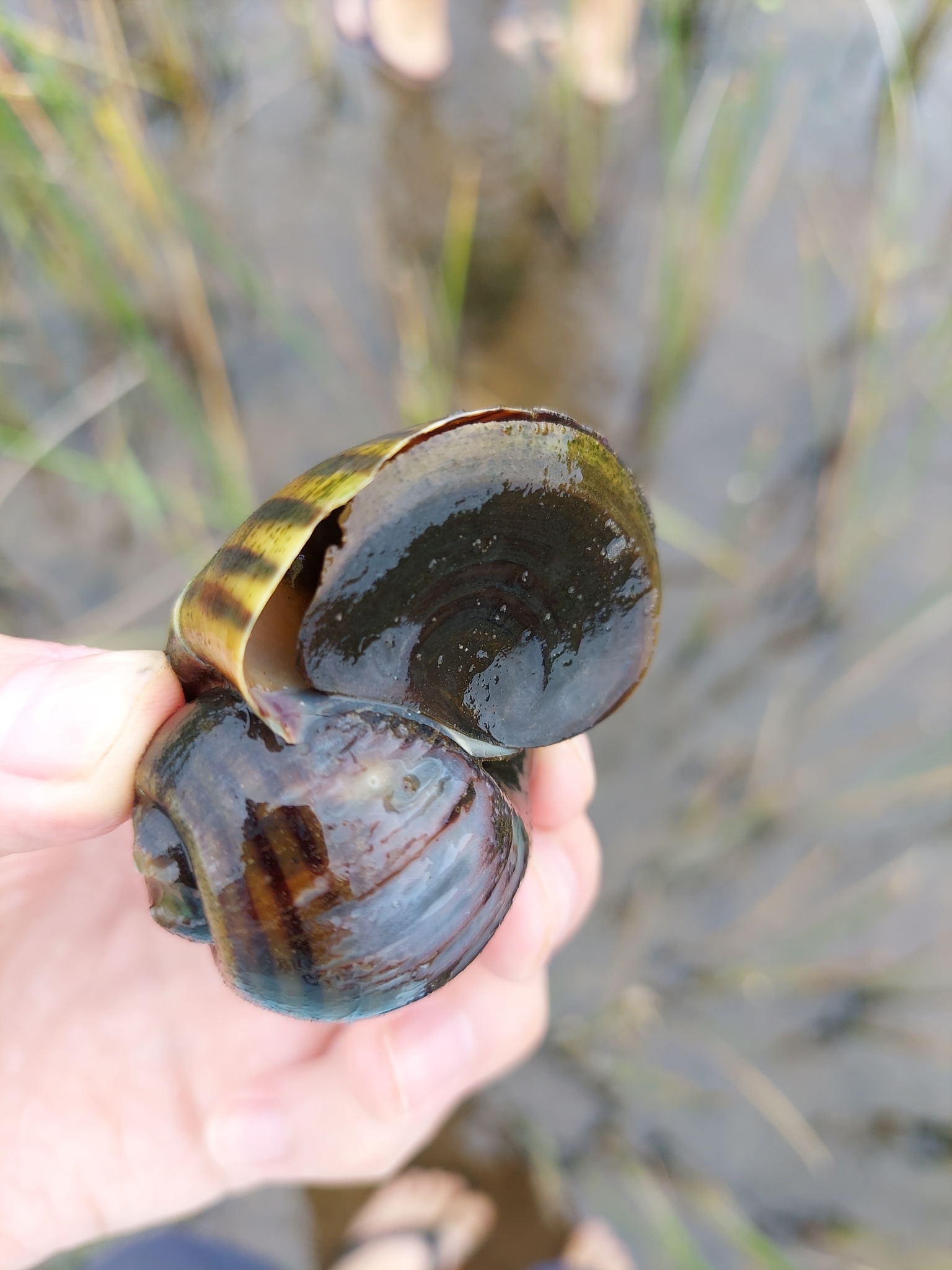 Pomacea canaliculata (Lamarck, 1822)