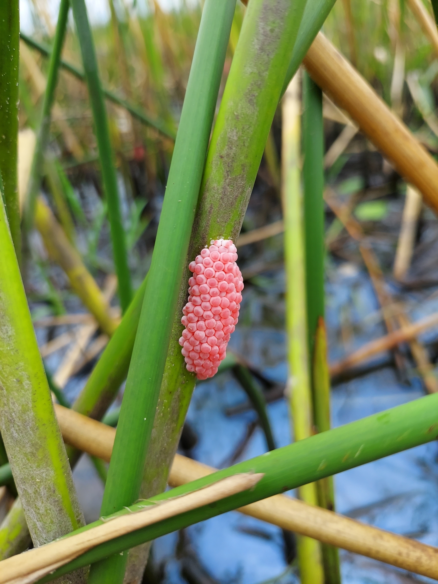 Pomacea canaliculata (Lamarck, 1822)