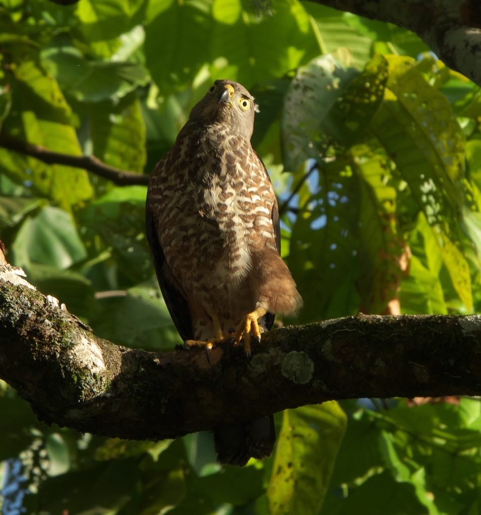 Fiji Goshawk from Rewa, FJ-CE, FJ on January 29, 2023 at 05:46 PM by ...