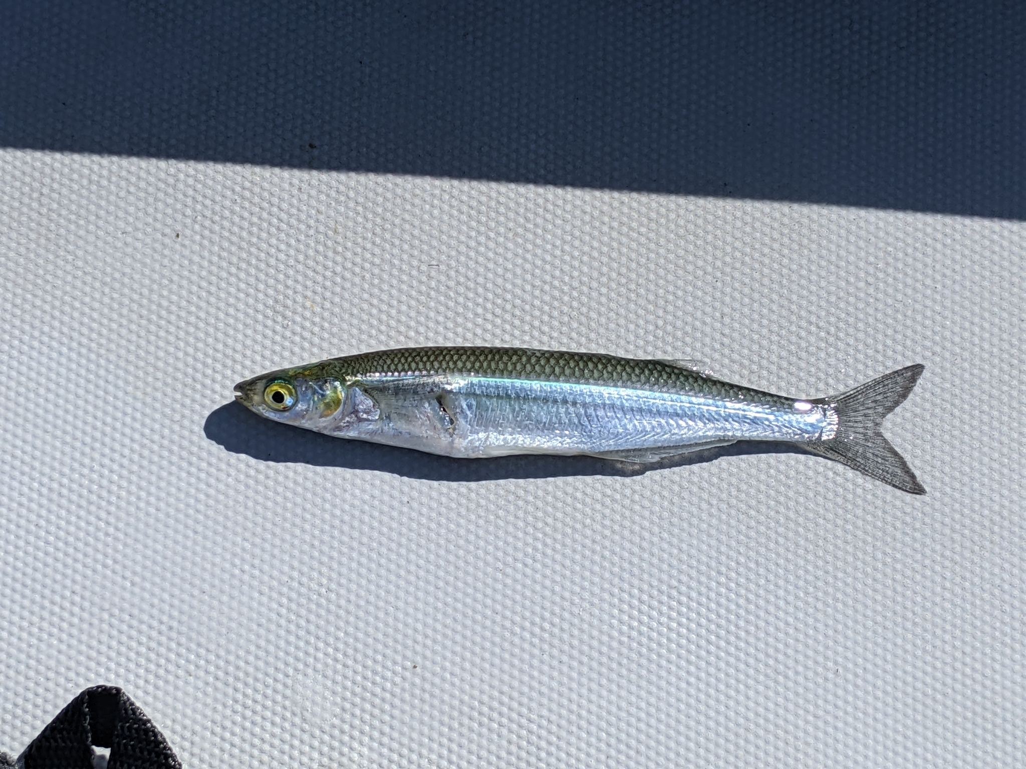 Atherinops affinis (Ayres, 1860)