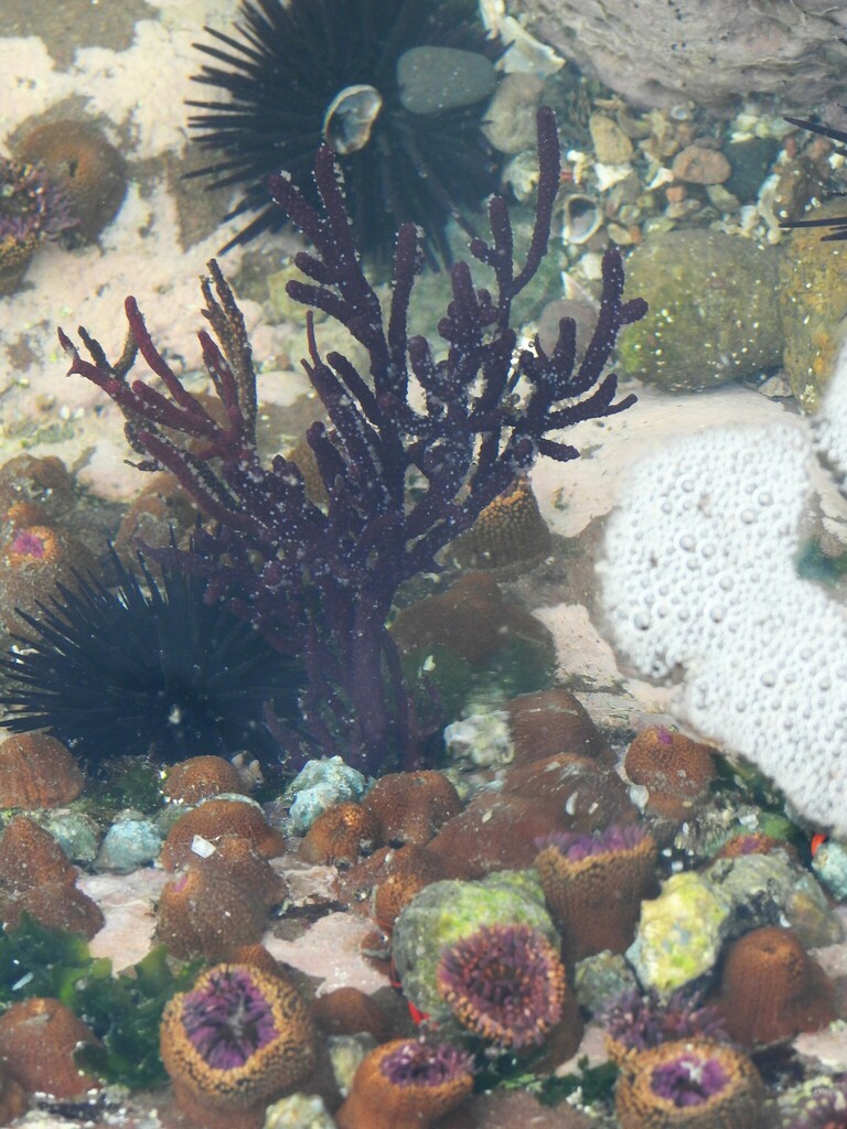 Octocorals from Mazatlán, Sinaloa, México on February 01, 2023 at 04:01 ...