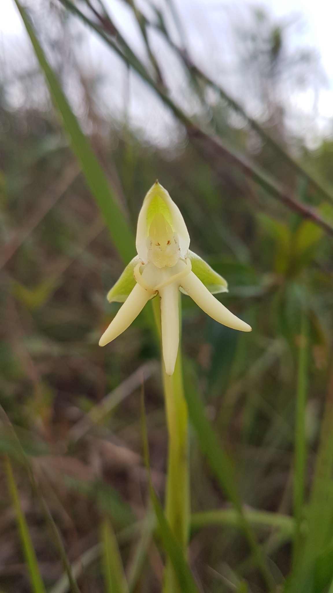 Habenaria trifida Kunth