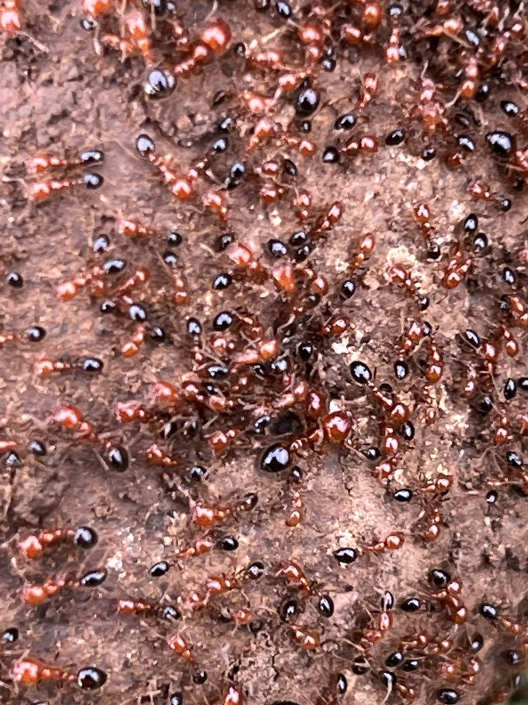 Southern Fire Ant from Chico, CA, US on February 3, 2023 at 01:32 PM by ...